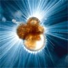 Eukaryota - Foraminifera