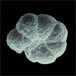 Eukaryota - Foraminifera