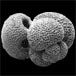Eukaryota - Foraminifera