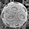 Eukaryota - Haptophytes