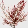 Eukaryota - Rhodophyta (Red Algae)