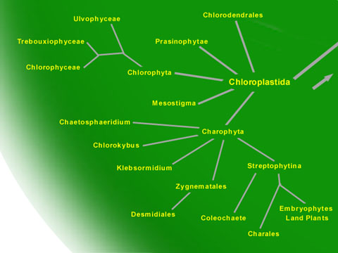 Domain Eukaryota - Chloroplastida (Land Plants & Green Algae)