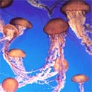 Animalia - Cindaria (Stinging Jellies)