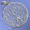 Animals - Myxozoa (Slime Anmals)