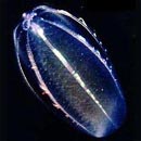 Animalia - Ctenophora (Comb Jellies)