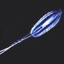 Animalia - Ctenophora (Comb Jellies)