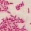 Bacteria - Bacteroidetes